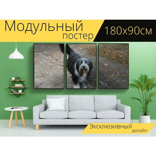 Модульный постер "Собака, бобтейл, длинные волосы" 180 x 90 см. для интерьера