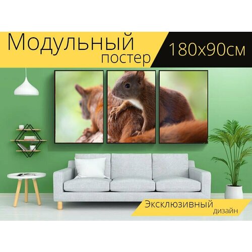 Модульный постер "Белка, грызун, потомство" 180 x 90 см. для интерьера