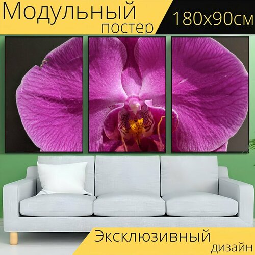 Модульный постер "Цветок, орхидея, лепестки" 180 x 90 см. для интерьера