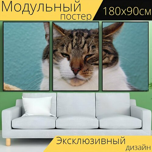 Модульный постер "Кот, домашняя кошка, домашнее животное" 180 x 90 см. для интерьера