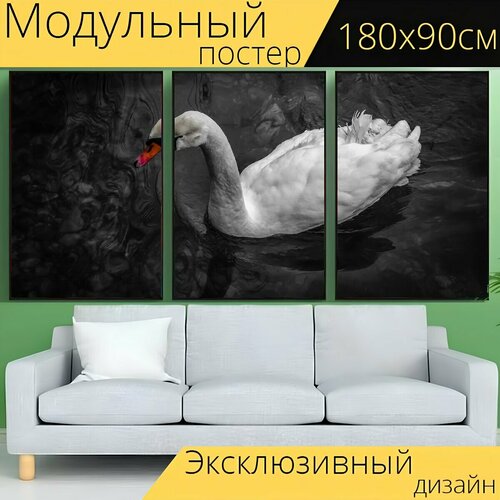 Модульный постер "Лебедь, озеро, животное" 180 x 90 см. для интерьера
