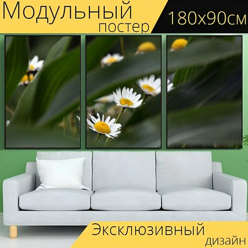 Модульный постер "Ромашка, цветы, листья" 180 x 90 см. для интерьера