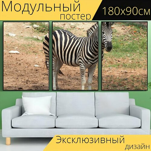 Модульный постер "Животное, зебра, зоопарк" 180 x 90 см. для интерьера