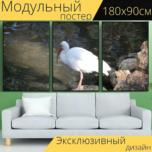 Модульный постер "Белый ибис, птица, животное" 180 x 90 см. для интерьера