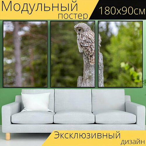 Модульный постер "Уральская сова, сова, птица" 180 x 90 см. для интерьера