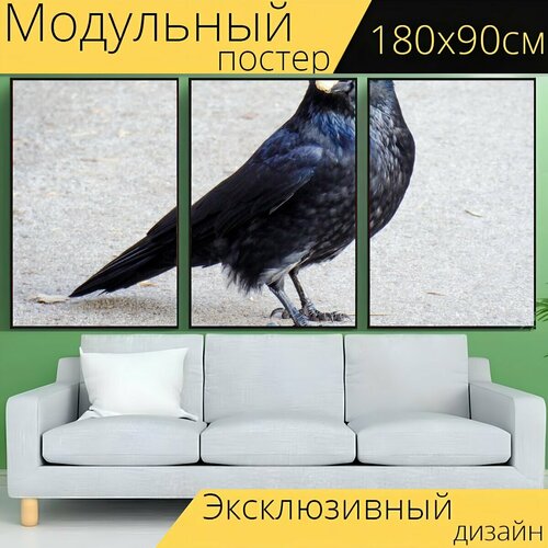 Модульный постер "Дикая природа, птица, ворона" 180 x 90 см. для интерьера