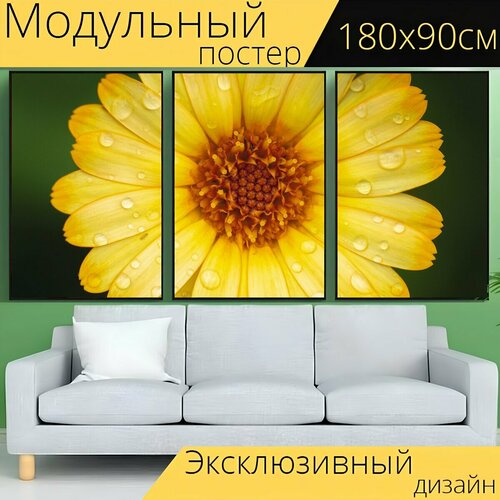 Модульный постер "Маргаритка, цветок, желтый цветок" 180 x 90 см. для интерьера