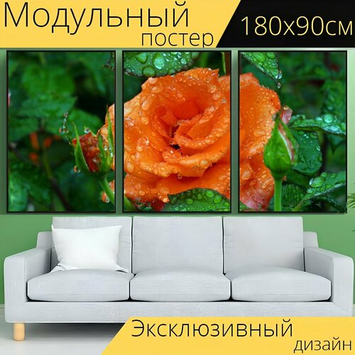 Модульный постер "Роза, природа, цветок" 180 x 90 см. для интерьера