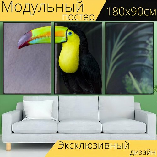 Модульный постер "Килеклювый тукан, птица, животное" 180 x 90 см. для интерьера