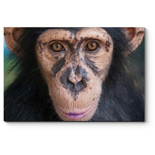 Модульная картина Очаровательный шимпанзе80x53