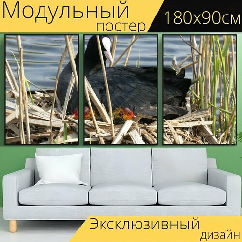Модульный постер "Лысуха, цыплята, гнездо" 180 x 90 см. для интерьера