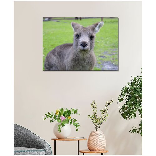 Картина - кенгуру, малыш кенгуру, маленький кенгуру, пушистый кенгуру, кенгуру в природе (38) 20х30