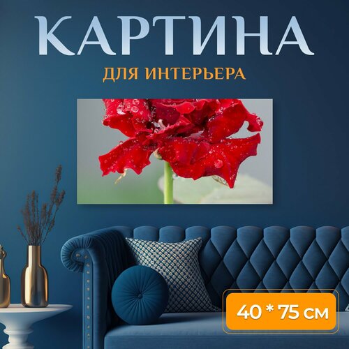 Картина на холсте "Роза, цветок, красный" на подрамнике 75х40 см. для интерьера
