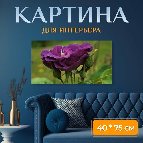Картина на холсте "Цветок, блум, роза" на подрамнике 75х40 см. для интерьера