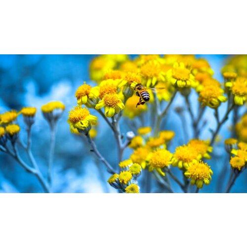 Картина на холсте 60x110 LinxOne "Макро сад весна цветы пчела" интерьерная для дома / на стену / на кухню / с подрамником
