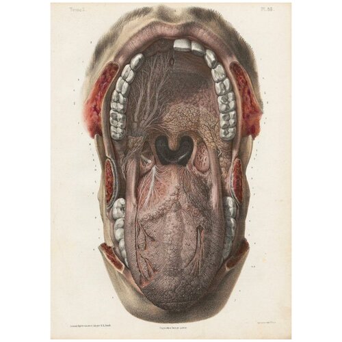Постер / Плакат / Картина Анатомия - Строение желез и сосочков в полости рта человека 40х50 см в раме