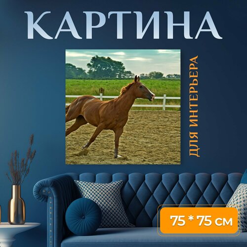 Картина на холсте "Лошадь, ферма, млекопитающее" на подрамнике 75х75 см. для интерьера