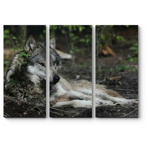 Модульная картина Волк отдыхает в лесу 170x122