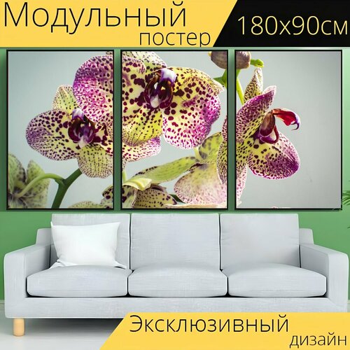 Модульный постер "Цветы, цветок, орхидея" 180 x 90 см. для интерьера