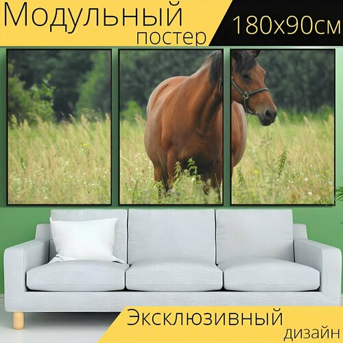 Модульный постер "Лошадь, грива, поле" 180 x 90 см. для интерьера