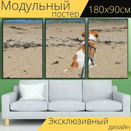 Модульный постер "Собака, пляж, отражение" 180 x 90 см. для интерьера