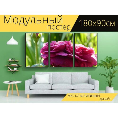 Модульный постер "Роза, цвести, капля росы" 180 x 90 см. для интерьера