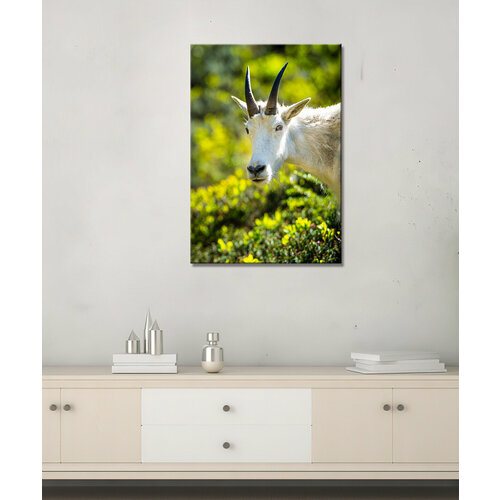 Картина - Коза, белая коза, козел, белый козел (1) 40х60