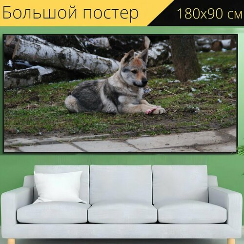 Большой постер "Собака, лежащая собака, волк" 180 x 90 см. для интерьера
