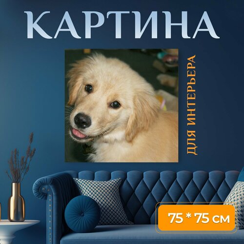 Картина на холсте "Щенок, милый, собака" на подрамнике 75х75 см. для интерьера