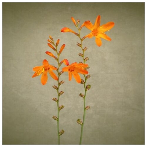 Постер на холсте Оранжевые цветы (Orange flowers) №2 40см. x 40см.