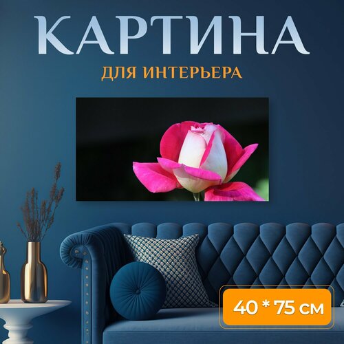 Картина на холсте "Роза, цветок, двухцветный цветок" на подрамнике 75х40 см. для интерьера