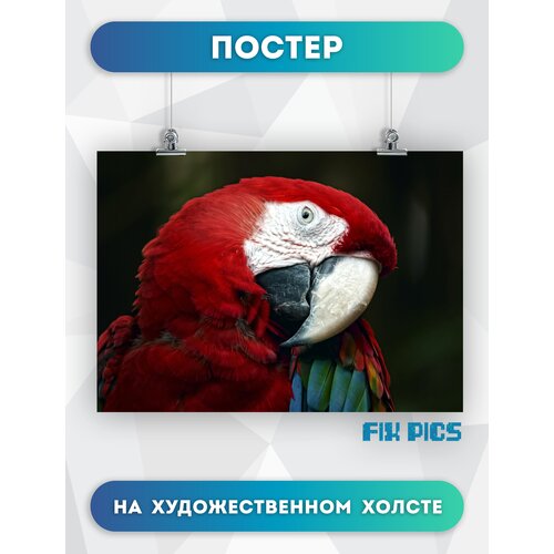 Постер на холсте Попугай (17) 50х70 см