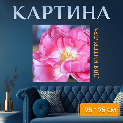 Картина на холсте "Тюльпан, цвести, розовый" на подрамнике 75х75 см. для интерьера