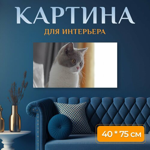 Картина на холсте "Кошка, милый, милый питомец" на подрамнике 75х40 см. для интерьера