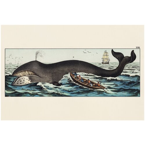 Постер / Плакат / Картина Гренландский кит 40х50 см в подарочном тубусе