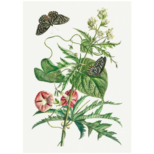 Постер / Плакат / Картина Бабочки - Бабочки и вьюнок 40х50 см в раме