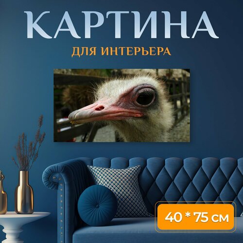 Картина на холсте "Природа, птица, страус" на подрамнике 75х40 см. для интерьера