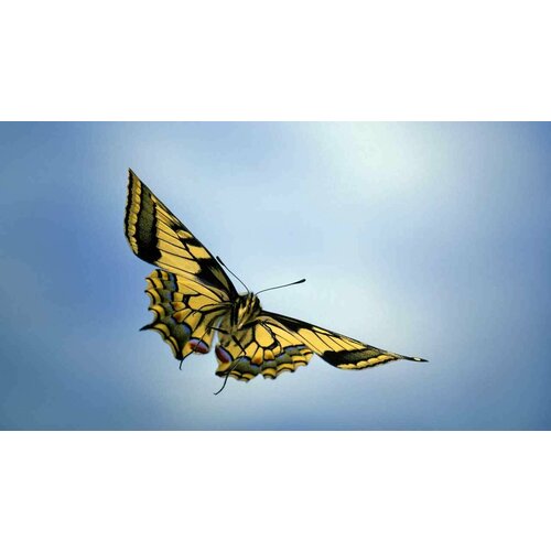 Картина на холсте 60x110 LinxOne "Бабочка, макро, полет" интерьерная для дома / на стену / на кухню / с подрамником