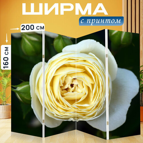 Ширма перегородка с принтом "Роза, белый, белая роза" на холсте - 200x160 см. для зонирования, раскладная