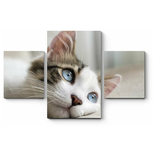 Модульная картина Голубоглазый кот 150x98