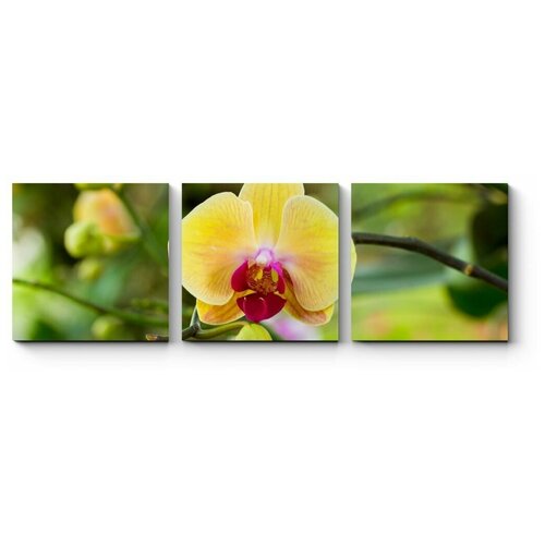 Модульная картина Тропическая орхидея, цветущая в летнем саду 200x67
