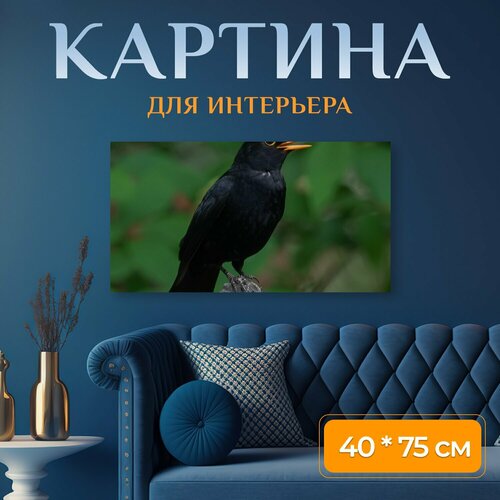Картина на холсте "Птица, черный дрозд, животное" на подрамнике 75х40 см. для интерьера