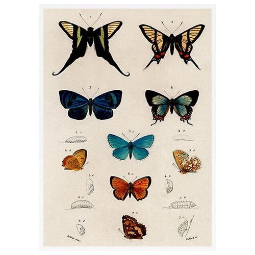 Плакат, постер на холсте бабочки ботаника. Размер 42 х 60 см