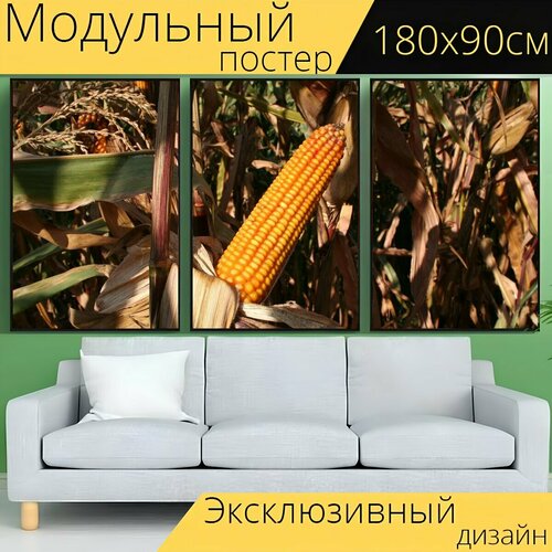 Модульный постер "Кукурузное поле, кукуруза, сельское хозяйство" 180 x 90 см. для интерьера