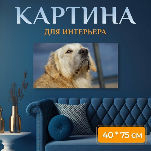 Картина на холсте "Золотистый ретривер, собака, животное" на подрамнике 75х40 см. для интерьера