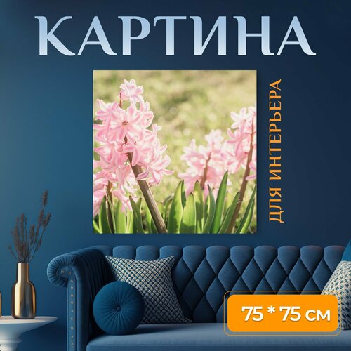 Картина на холсте "Гиацинты, цветок, расцветает" на подрамнике 75х75 см. для интерьера