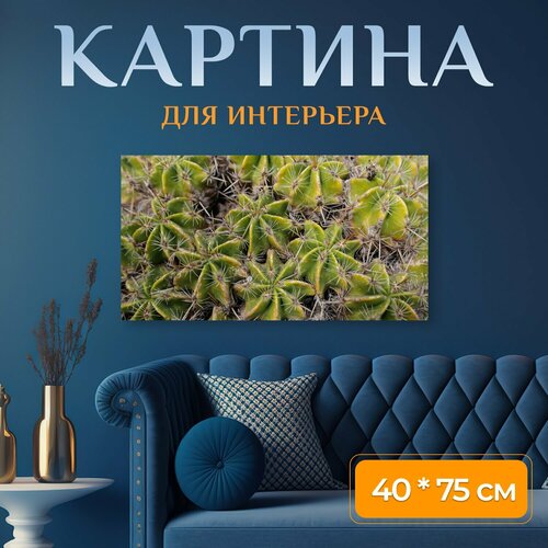 Картина на холсте "Кактус, природа, зеленый" на подрамнике 75х40 см. для интерьера