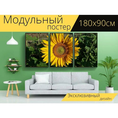 Модульный постер "Подсолнух, поле, летом" 180 x 90 см. для интерьера