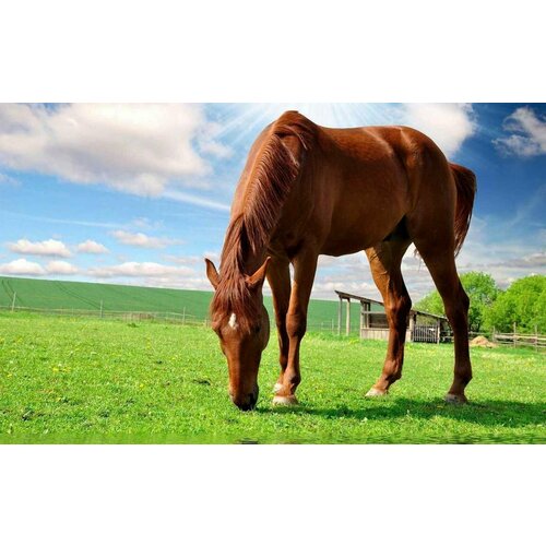 Картина на холсте 60x110 LinxOne "Лошадь, поле, трава, еда, прогулка, небо, природа, лето" интерьерная для дома / на стену / на кухню / с подрамником