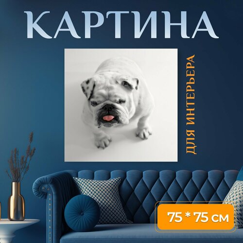 Картина на холсте "Собака, бульдог, белый" на подрамнике 75х75 см. для интерьера